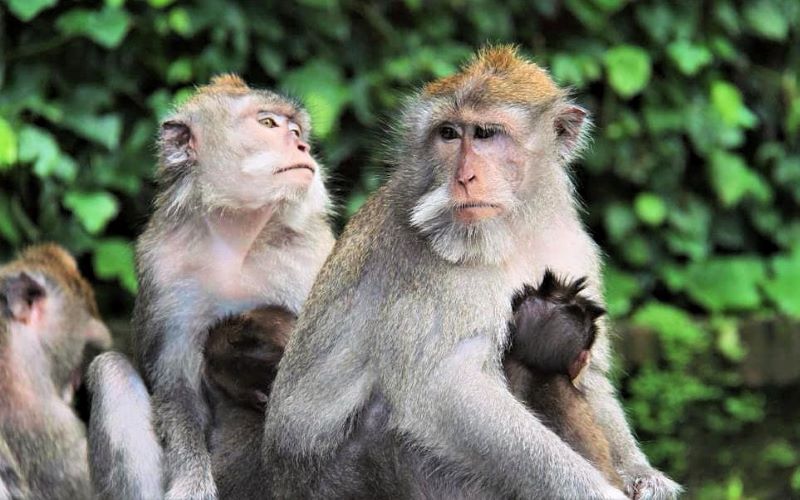 Bali, Sangeh Monkey Forest1, Photo by @sangehmonkeyforest | Indonesia ...