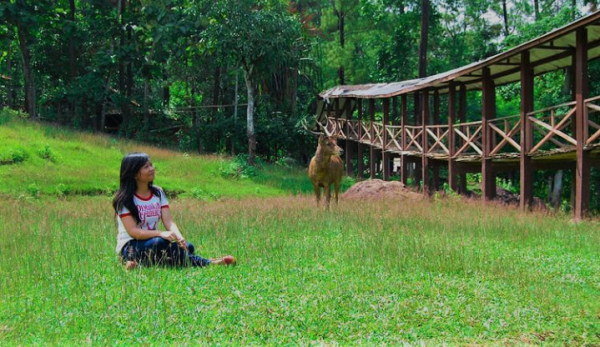 Penangkaran Rusa Cariu, Menghibur Diri Bersama Rusa | Indonesia Traveler