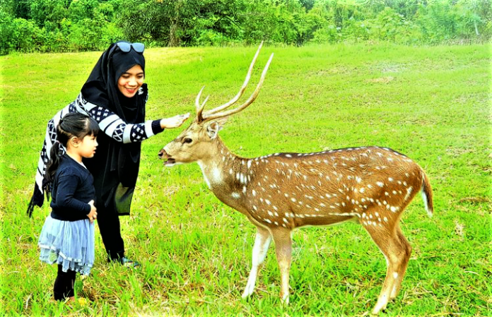 Penangkaran Rusa Cariu, Menghibur Diri Bersama Rusa | Indonesia Traveler