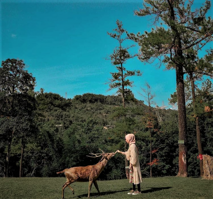 Penangkaran Rusa Cariu, Menghibur Diri Bersama Rusa | Indonesia Traveler